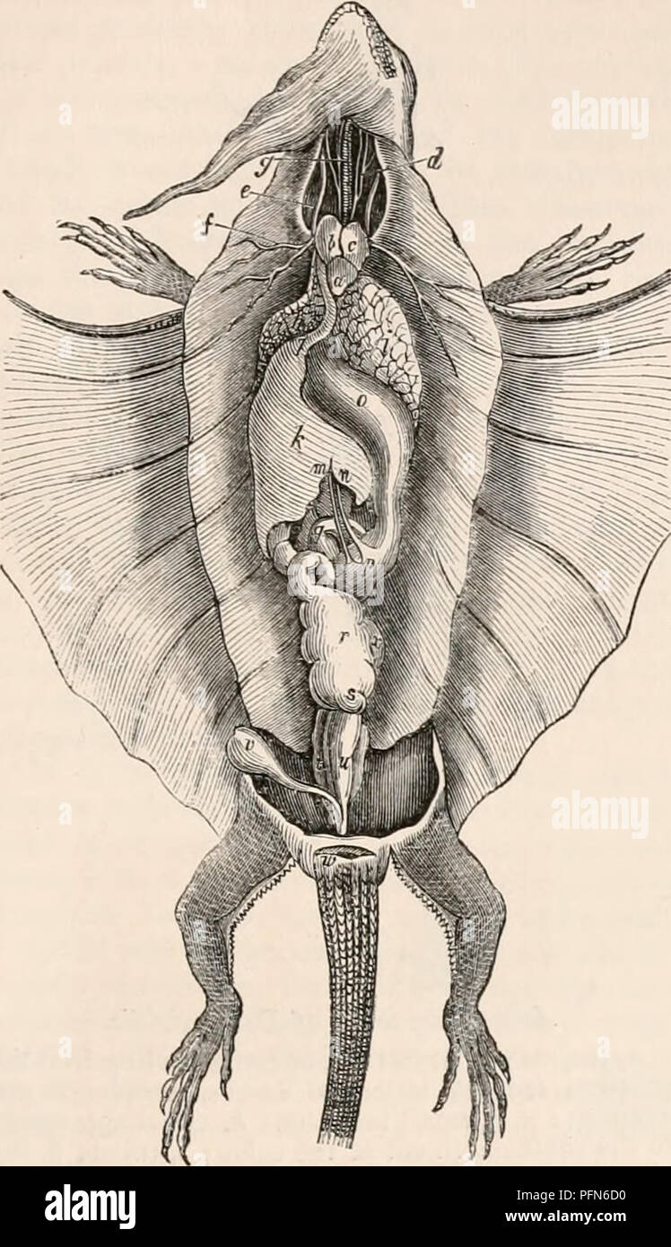 This comprehensive cyclopedia covers the anatomy and physiology of ...