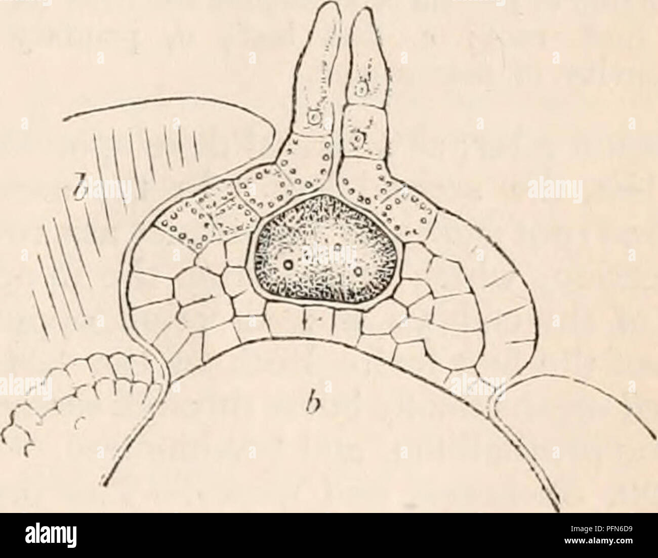 This anatomical illustration depicts the macrospore of Pilularia after ...