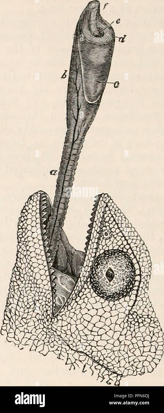 This detailed cyclopedia offers an in-depth examination of human ...