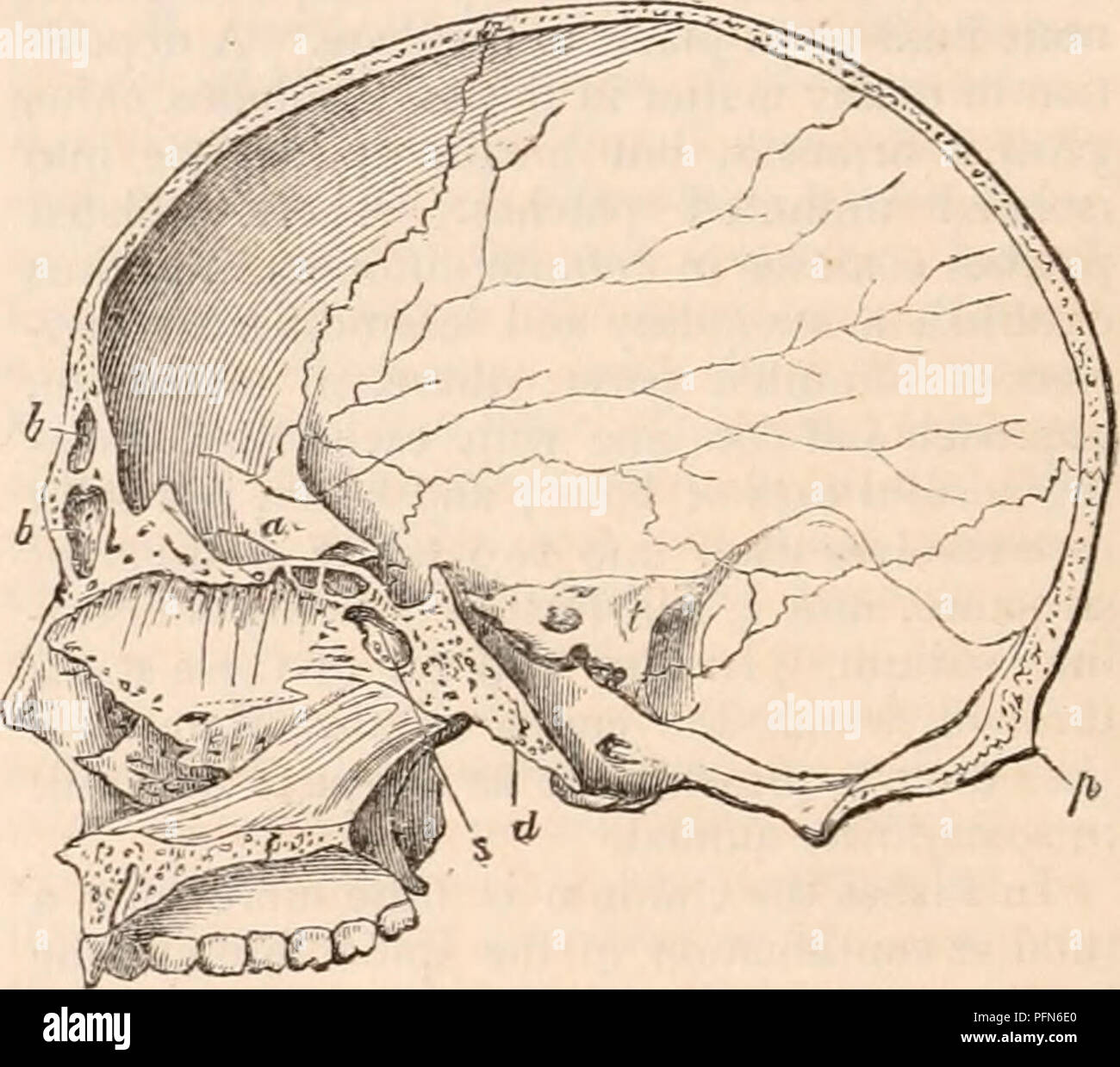 This reference work covers the detailed anatomy of the human skull ...