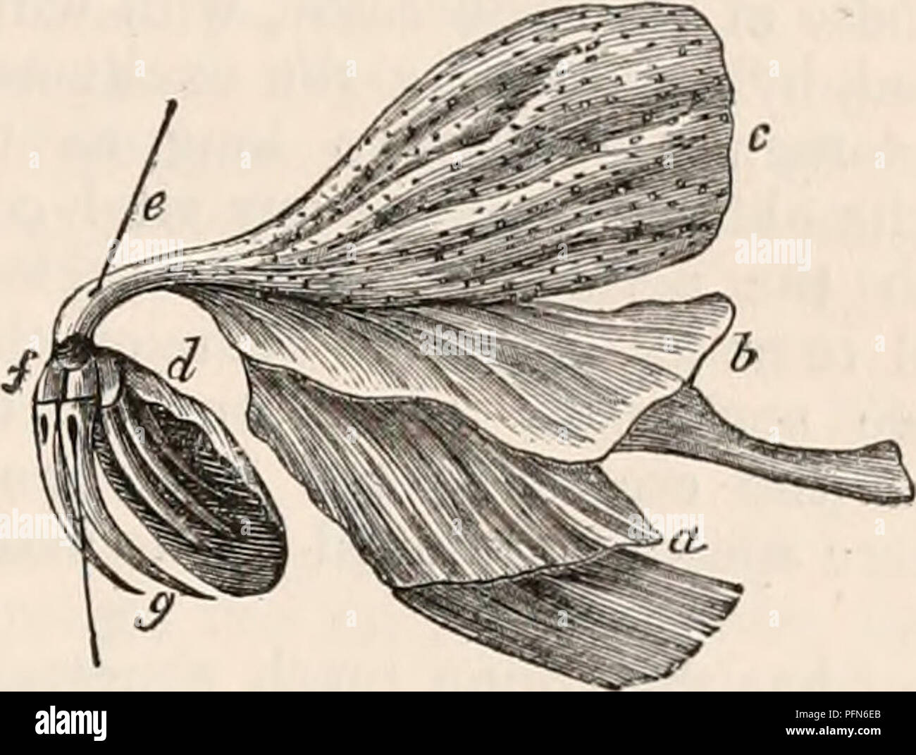 This comprehensive work in anatomy, physiology, and zoology includes ...