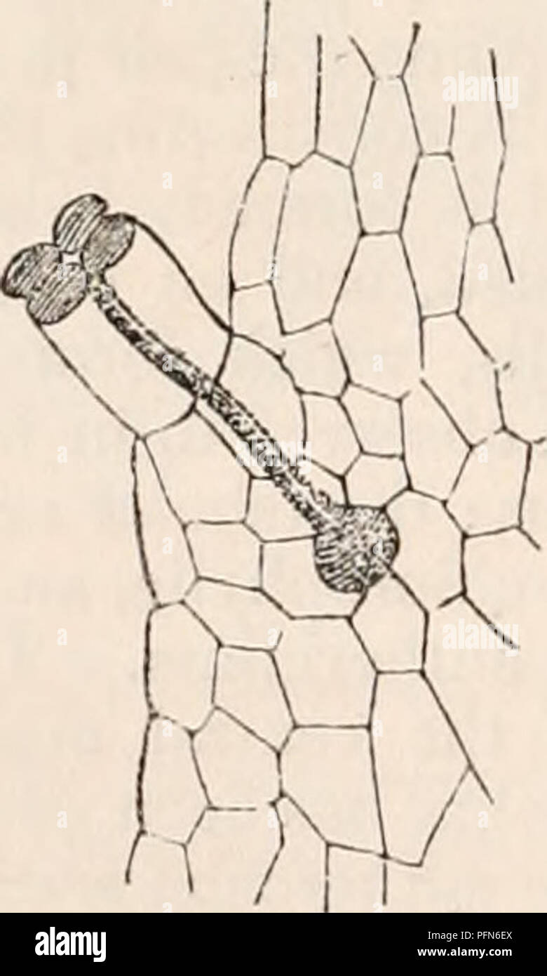 This encyclopedic work provides a detailed examination of anatomy and ...