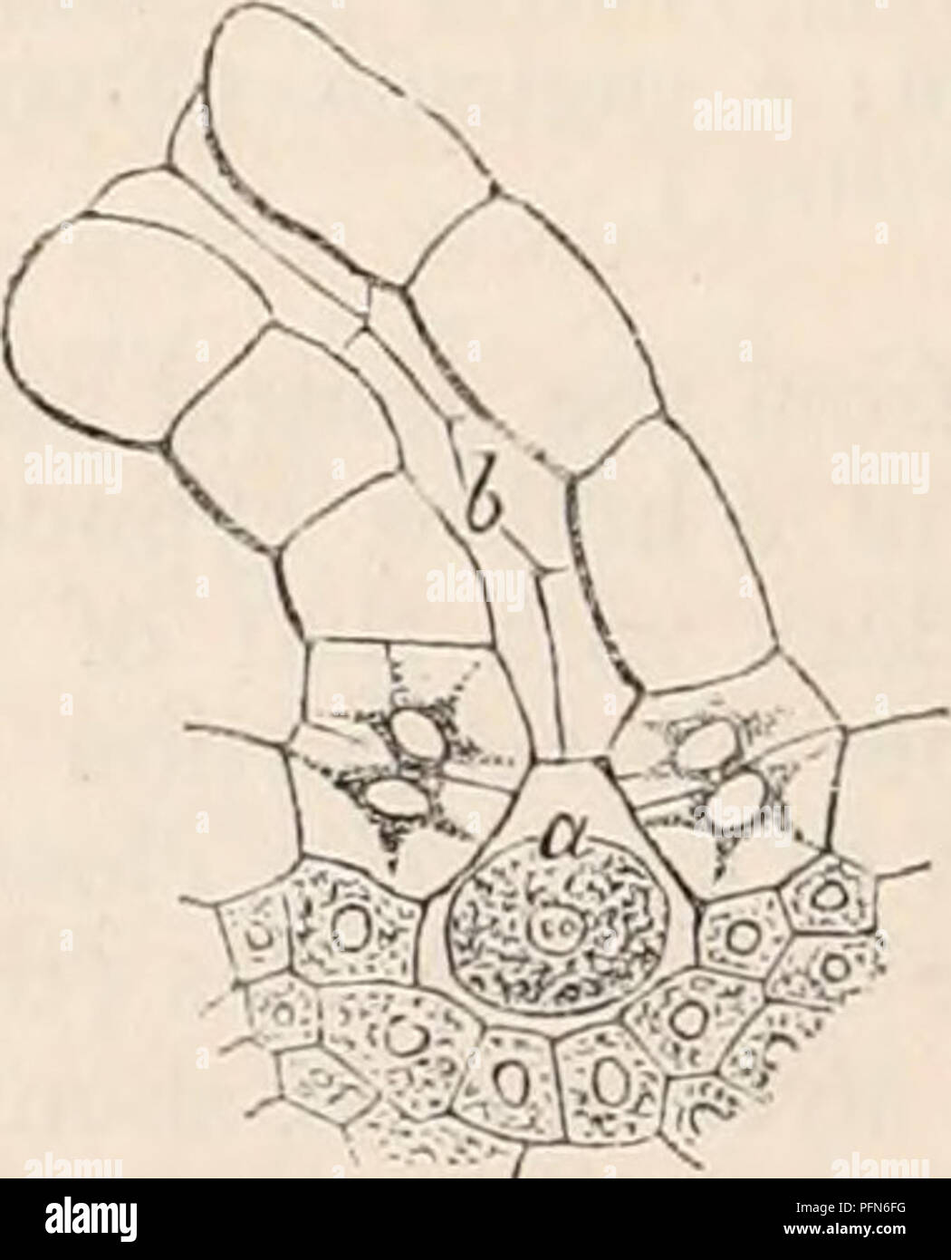 This image from 'The Cyclopedia of Anatomy and Physiology' shows ...
