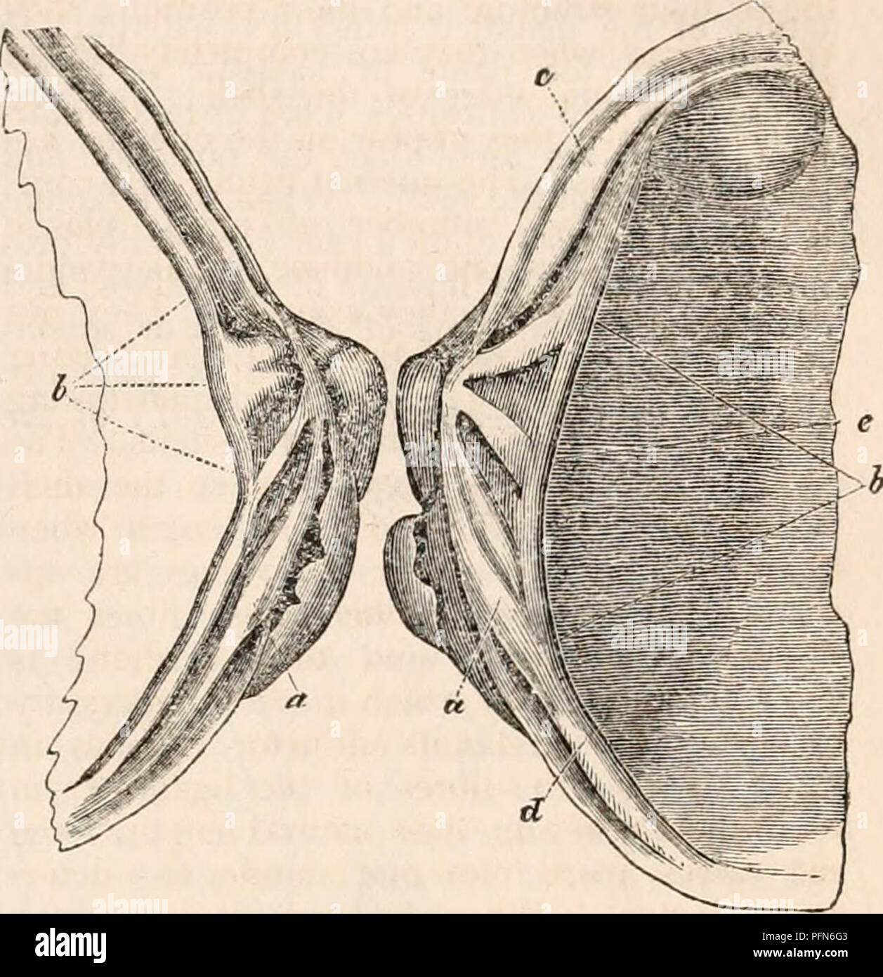 Illustration from 'The Cyclopædia of Anatomy and Physiology' showing ...
