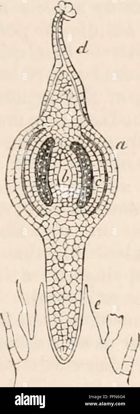 . The cyclopædia of anatomy and physiology. Anatomy; Physiology ...