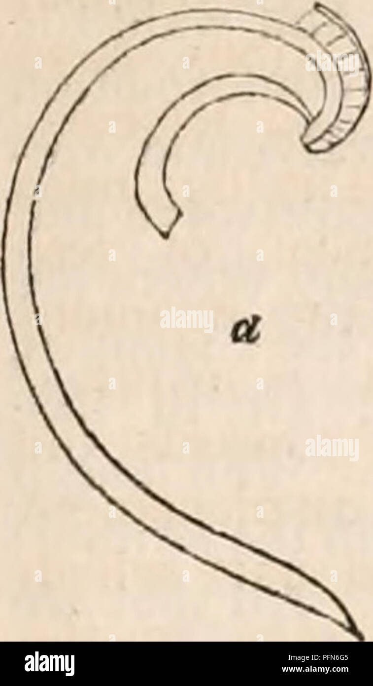 The entry describes Pholas, a bivalve mollusk with a unique internal ...