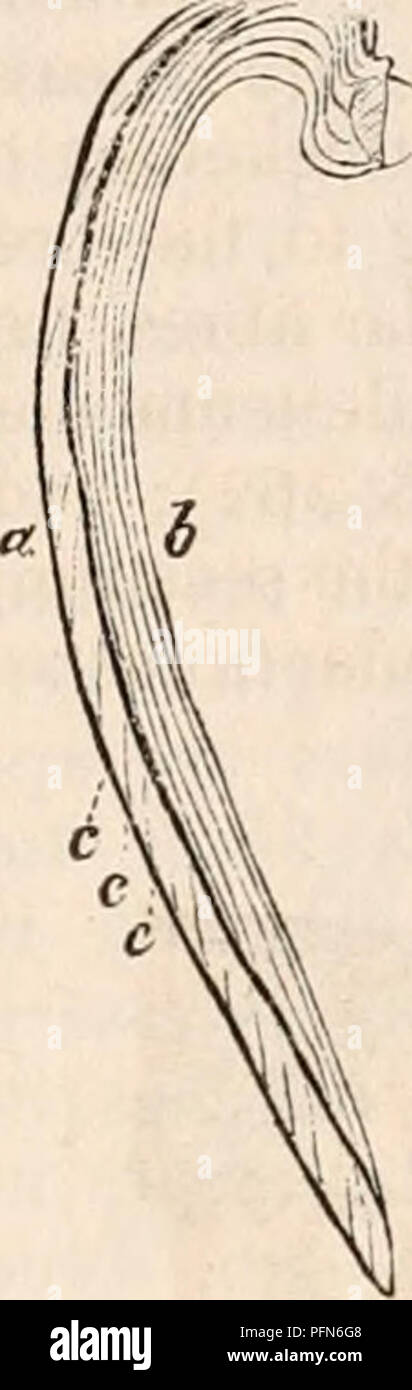 This section from 'The Cyclopædia of Anatomy and Physiology' provides ...