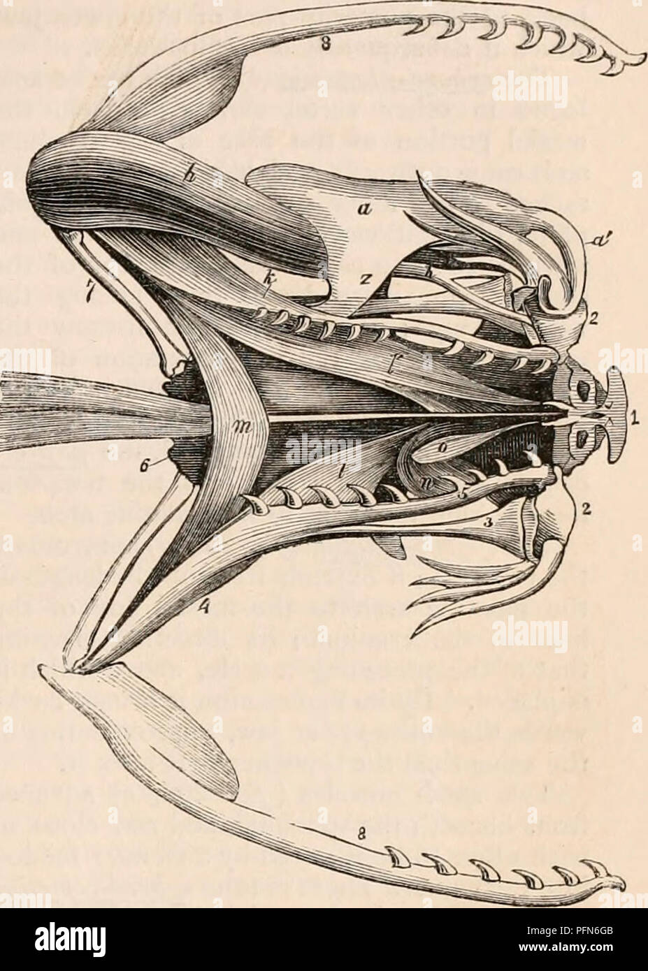 . The cyclopædia of anatomy and physiology. Anatomy; Physiology ...