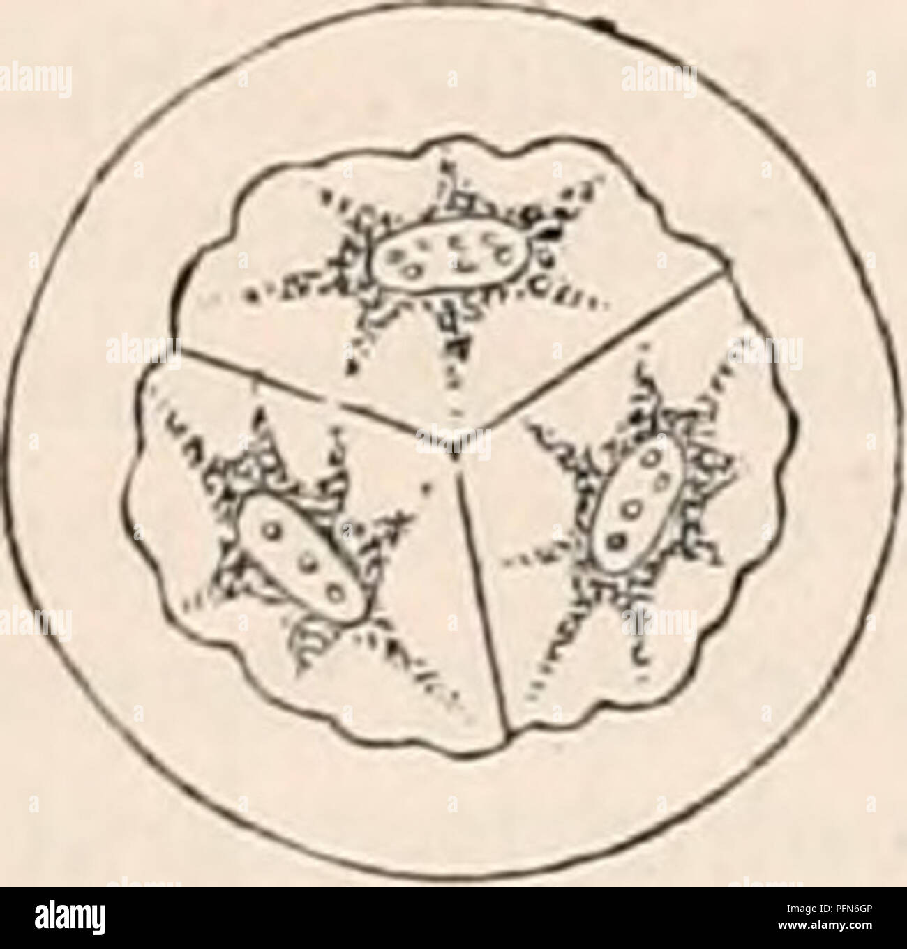 . The cyclopædia of anatomy and physiology. Anatomy; Physiology ...