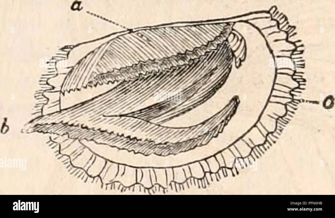Trigonia hi-res stock photography and images - Alamy