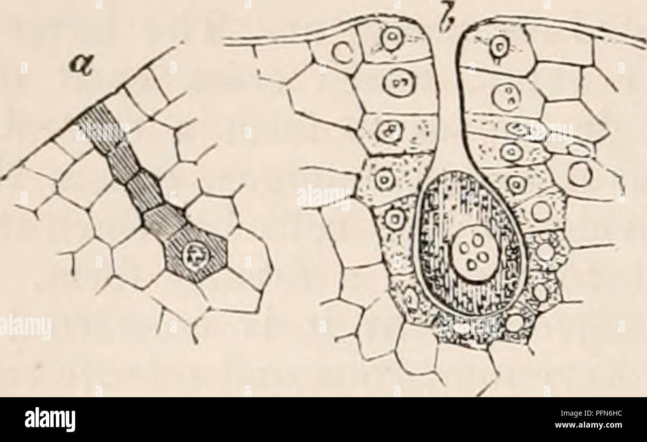 Archegonium hi-res stock photography and images - Alamy
