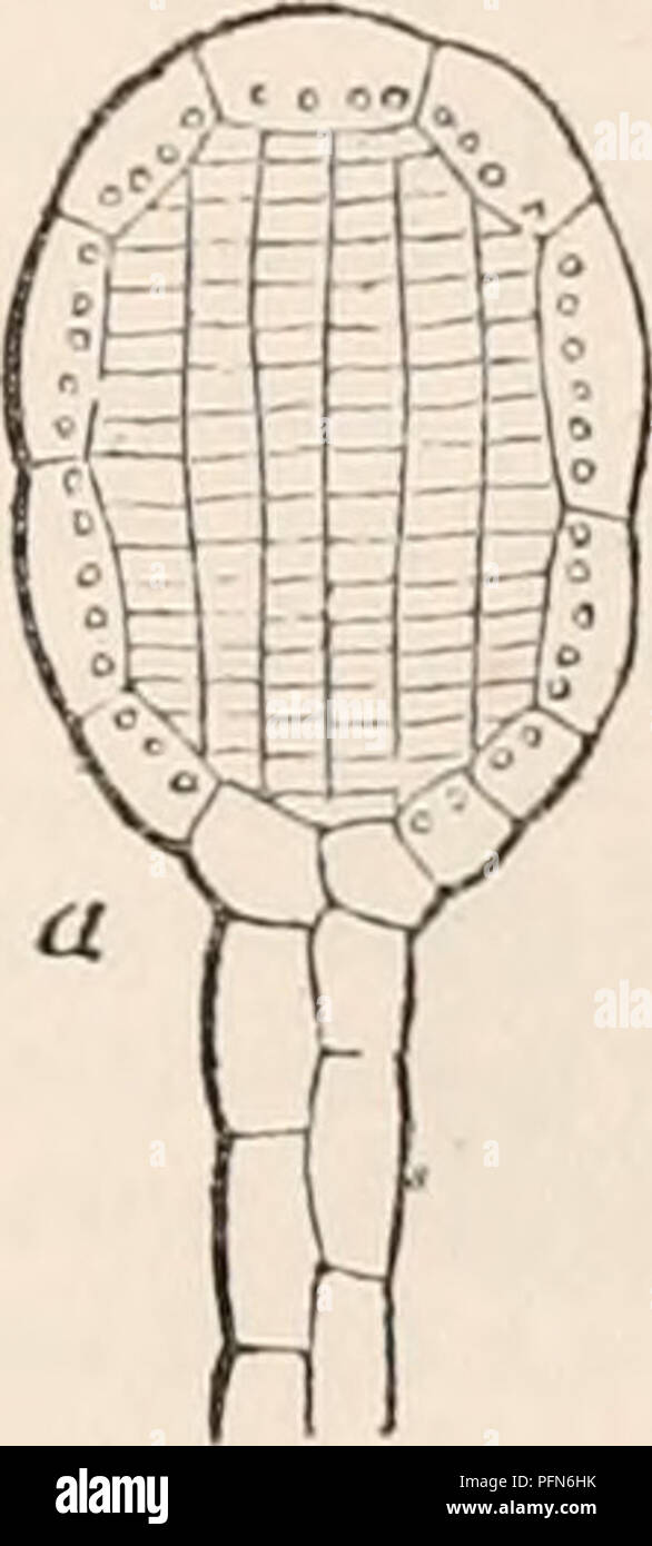 This page from 'The Cyclopedia of Anatomy and Physiology' illustrates ...