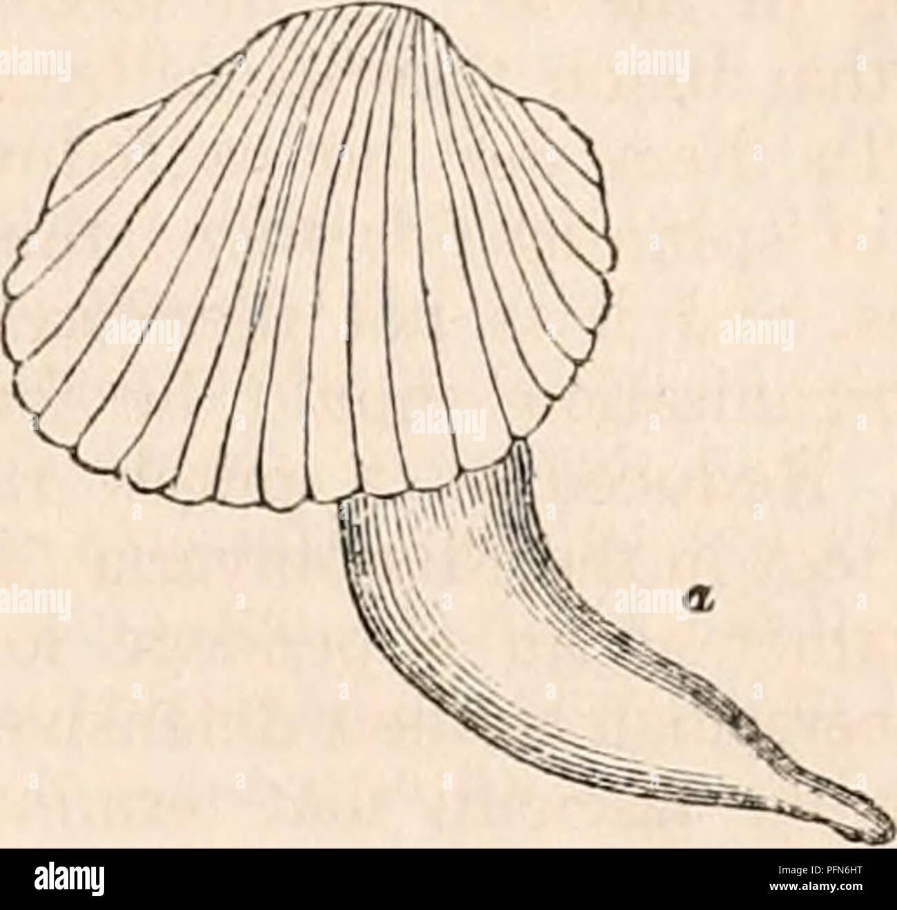 . The cyclopædia of anatomy and physiology. Anatomy; Physiology ...