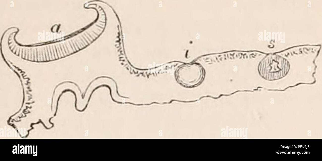 This entry in the cyclopedia covers the reproductive processes of ...