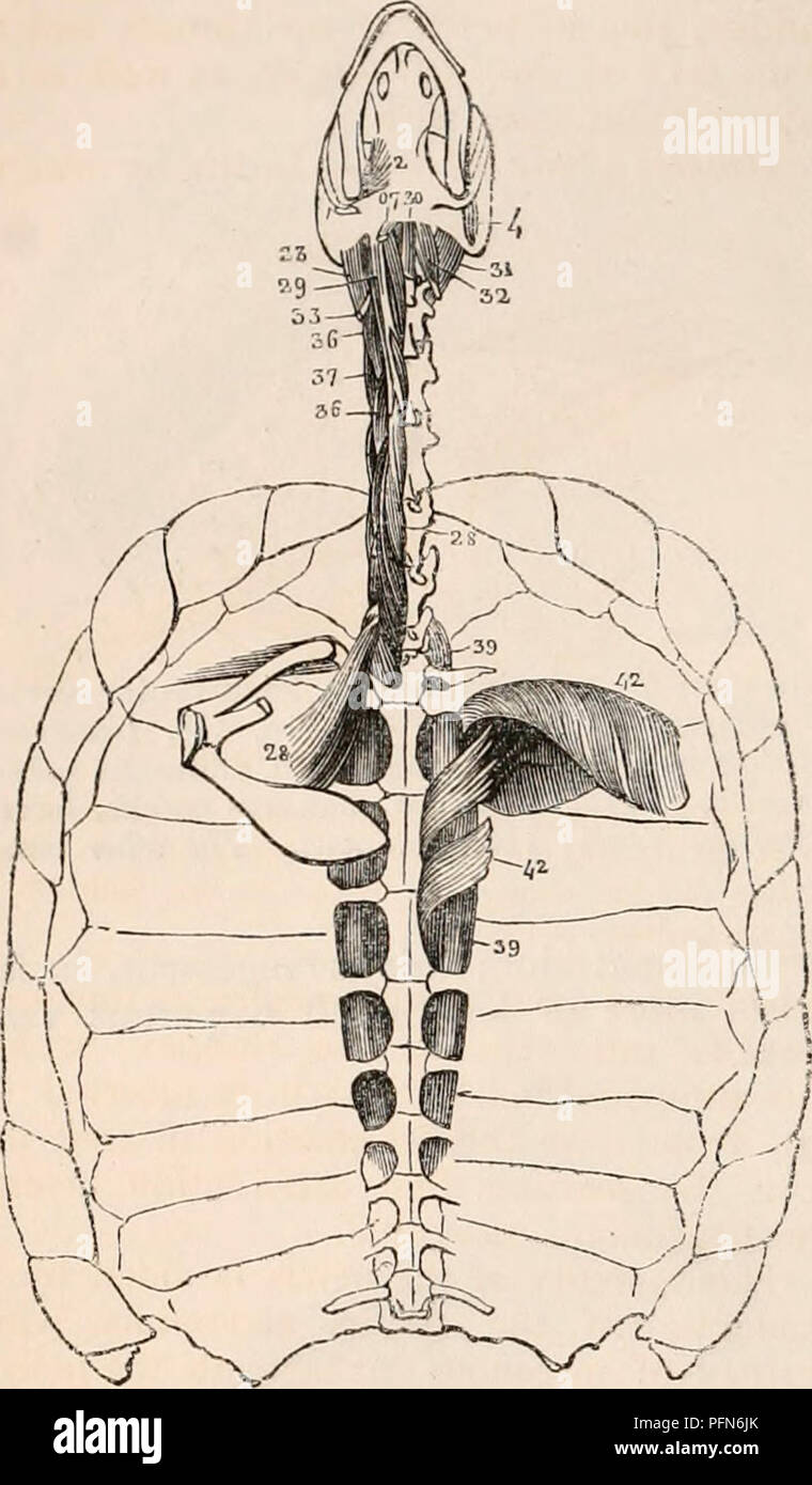 . The cyclopædia of anatomy and physiology. Anatomy; Physiology ...