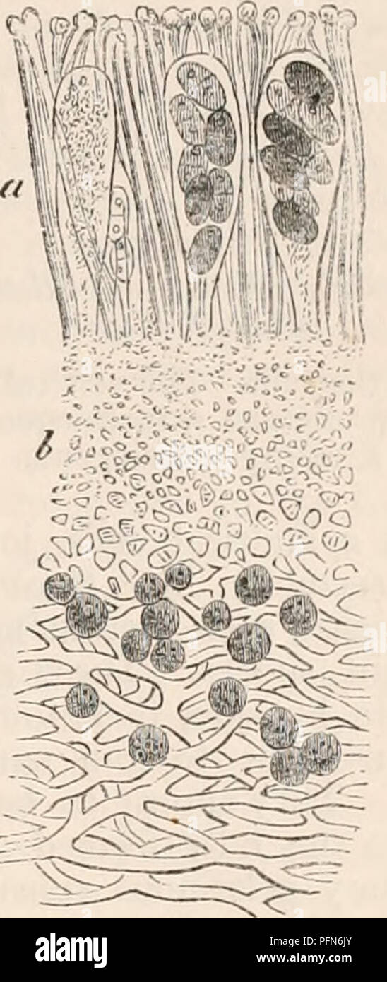 Receptacle of inflorescence hi-res stock photography and images - Alamy