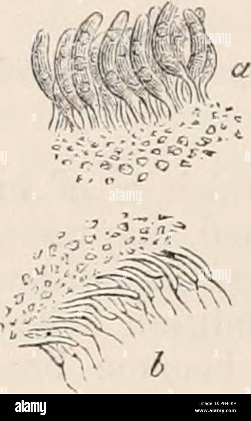 Tulasne hi-res stock photography and images - Alamy