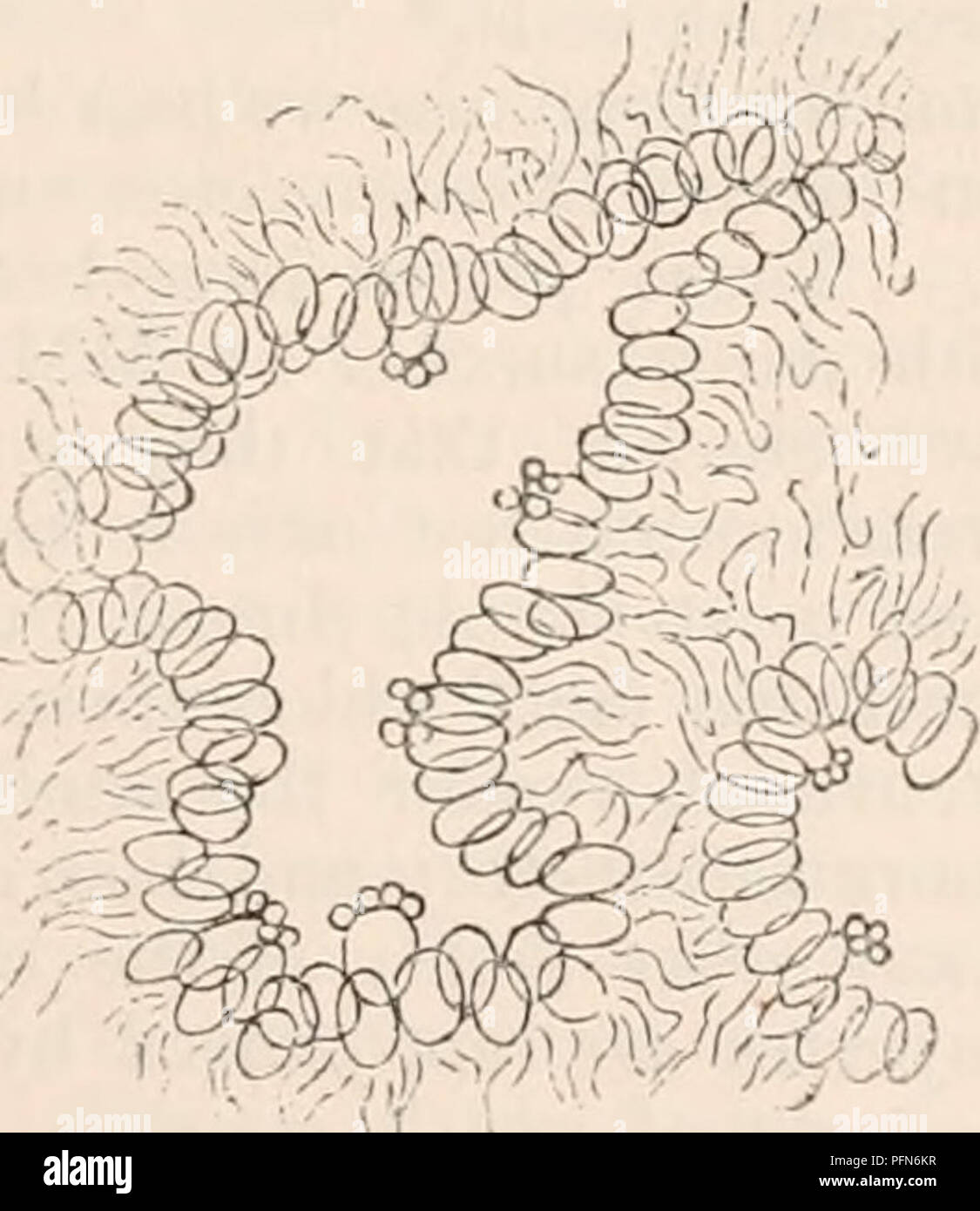 . The cyclopædia of anatomy and physiology. Anatomy; Physiology ...