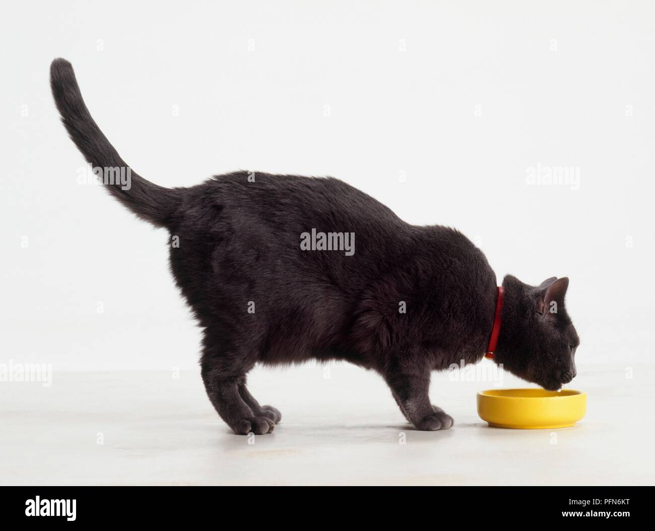 Dark grey cat lapping up water from plastic bowl, side view Stock Photo ...