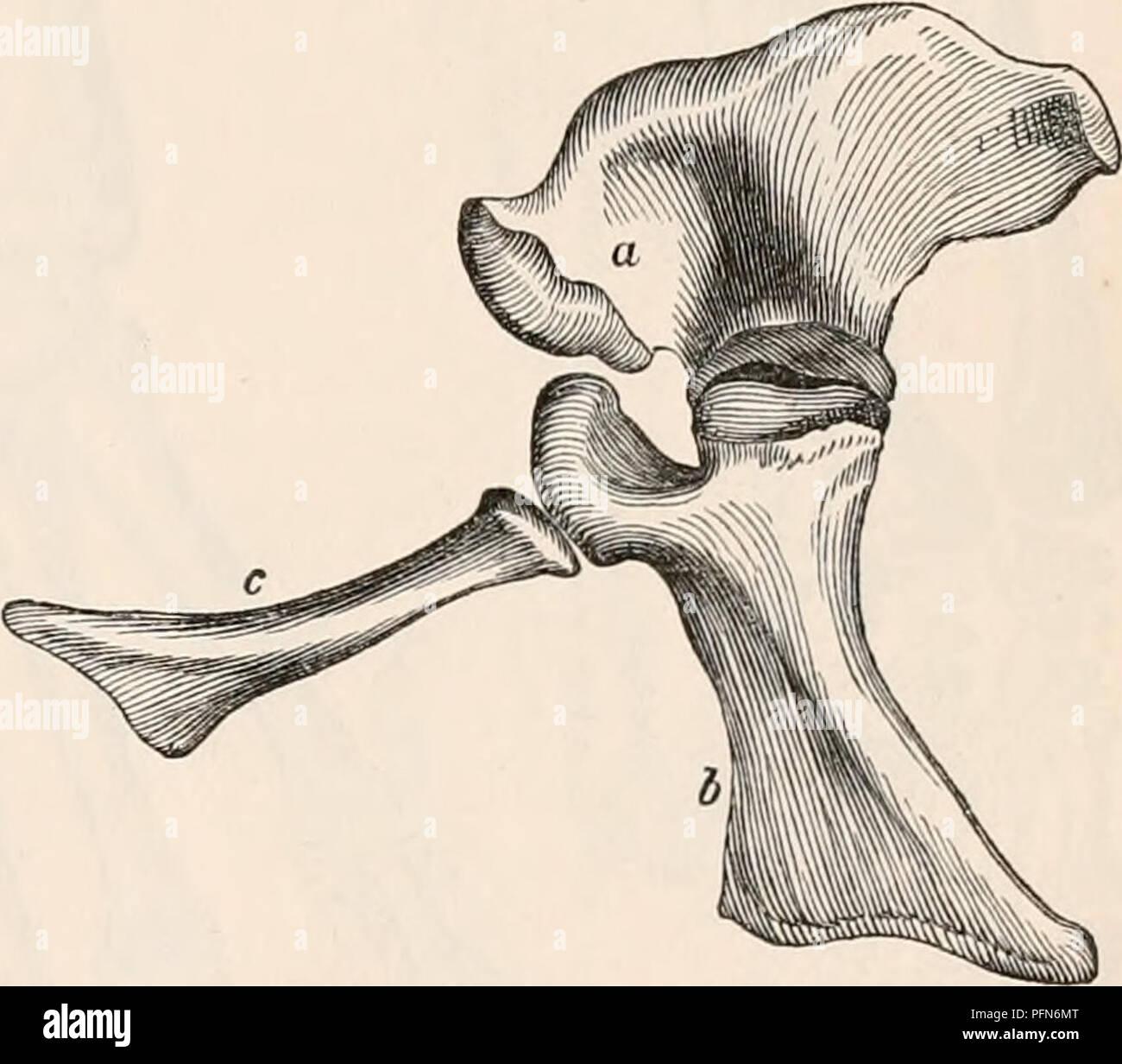 This entry details various aspects of reptilian anatomy, including the ...