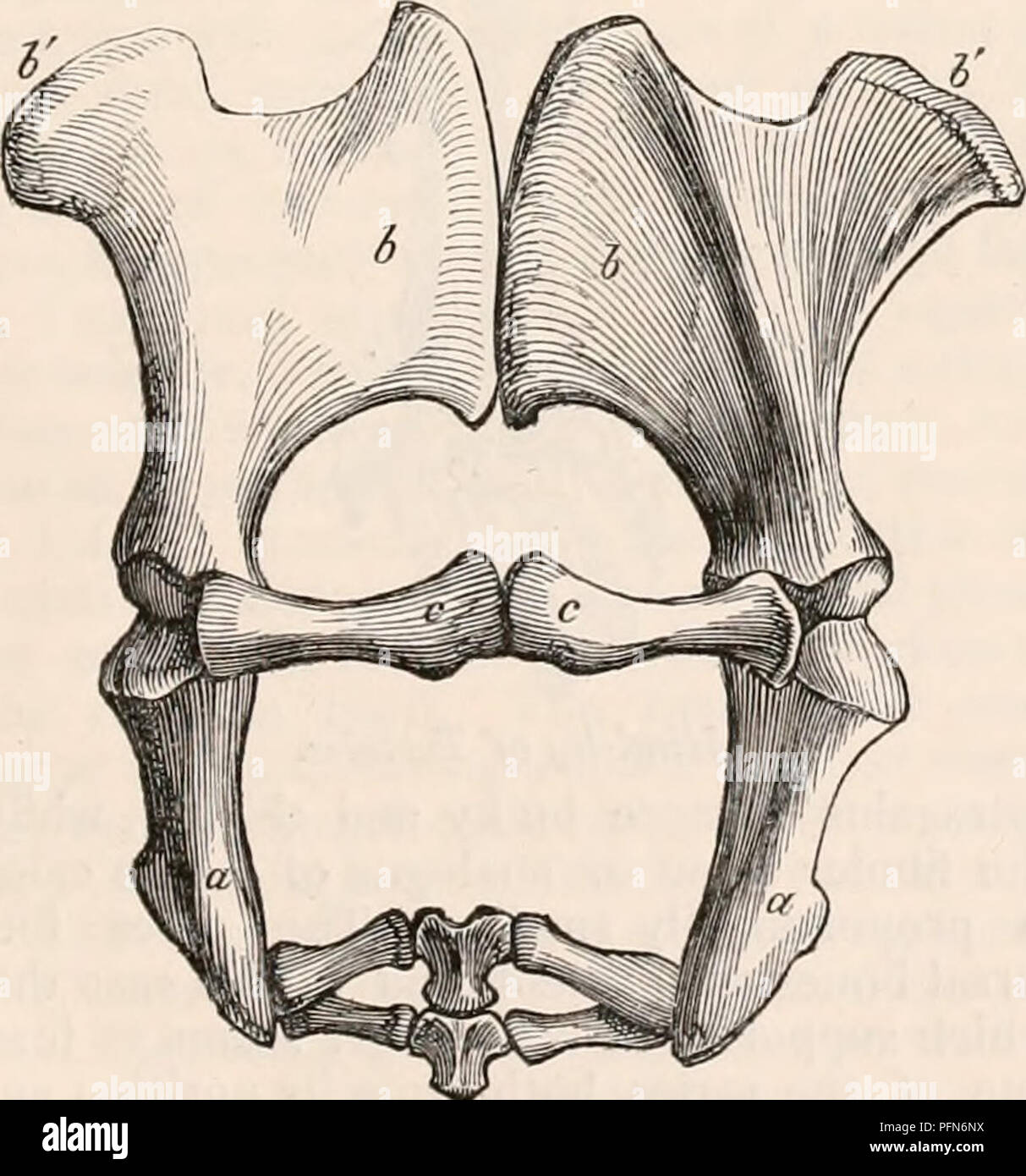 Acromion process hi-res stock photography and images - Alamy
