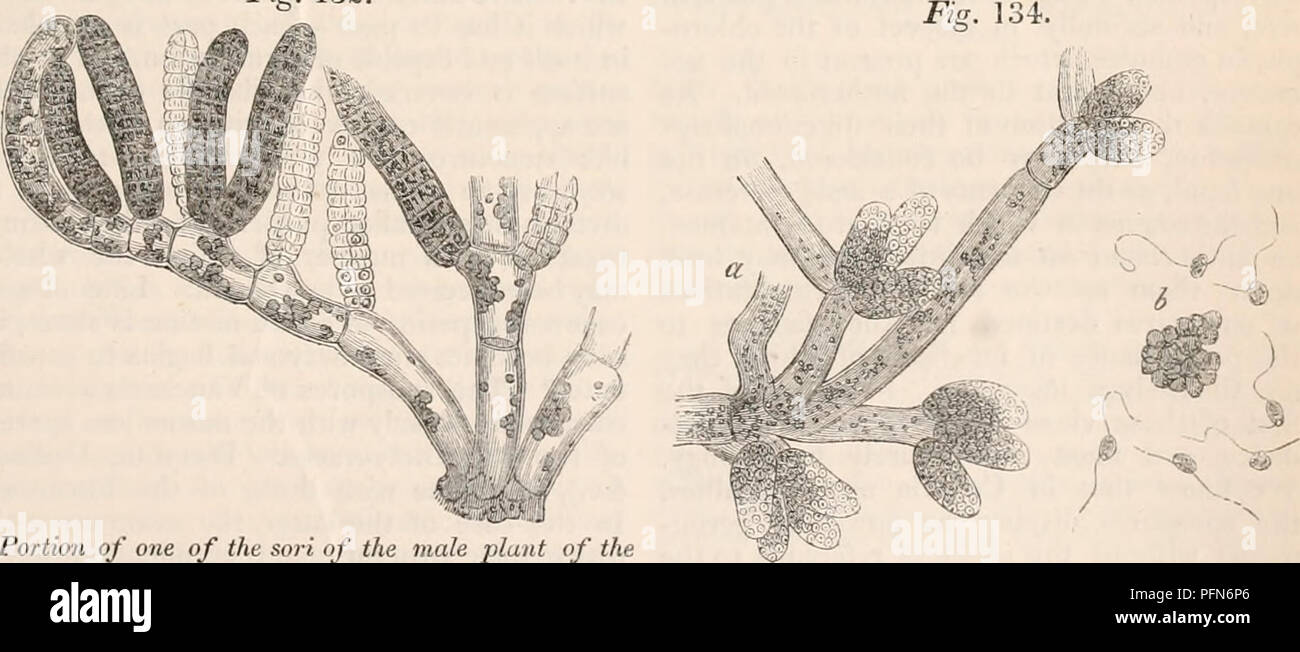 . The cyclopædia of anatomy and physiology. Anatomy; Physiology ...