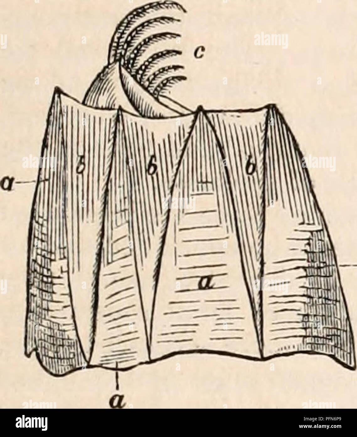 . The cyclopædia of anatomy and physiology. Anatomy; Physiology ...