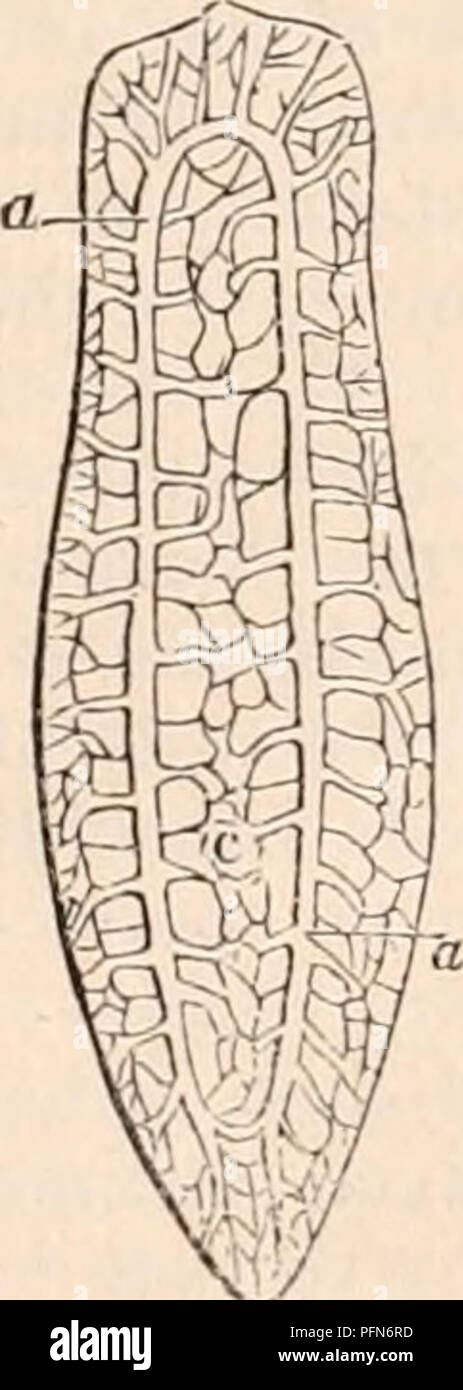 This comprehensive work covers anatomical and physiological topics ...