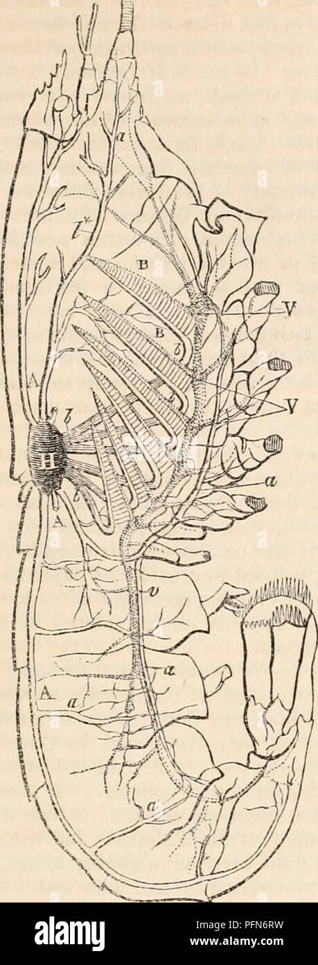 This entry in the *Cyclopædia of Anatomy and Physiology* describes the ...