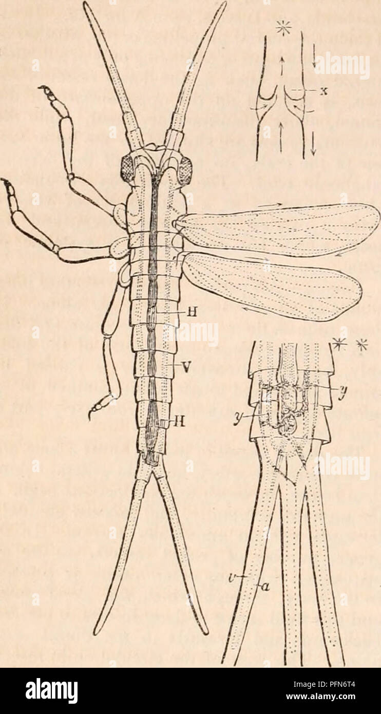Water surface insect physiology hi-res stock photography and images - Alamy