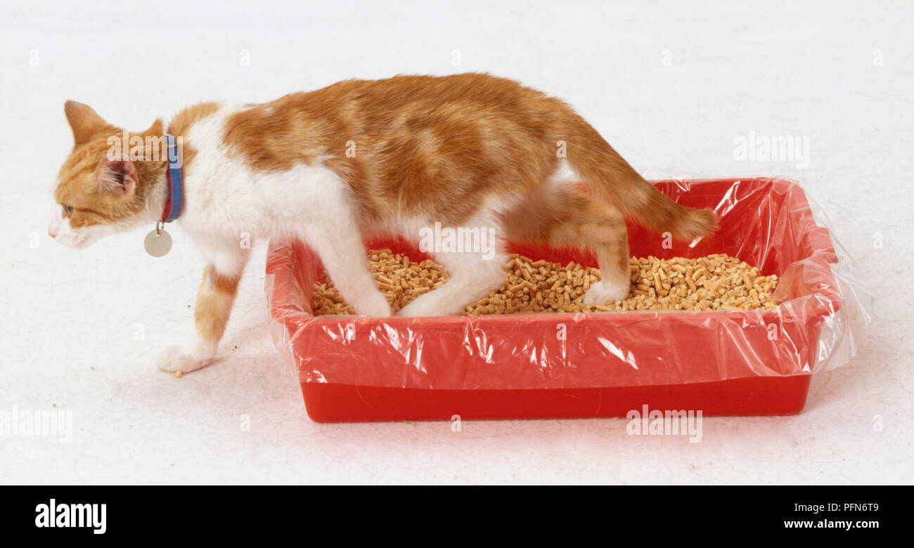 Young ginger-and-white cat (Felis sylvstris catus) stepping out of a ...