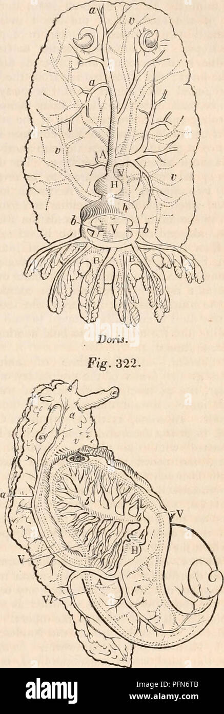 This entry discusses the anatomy and physiology of cephalopods ...