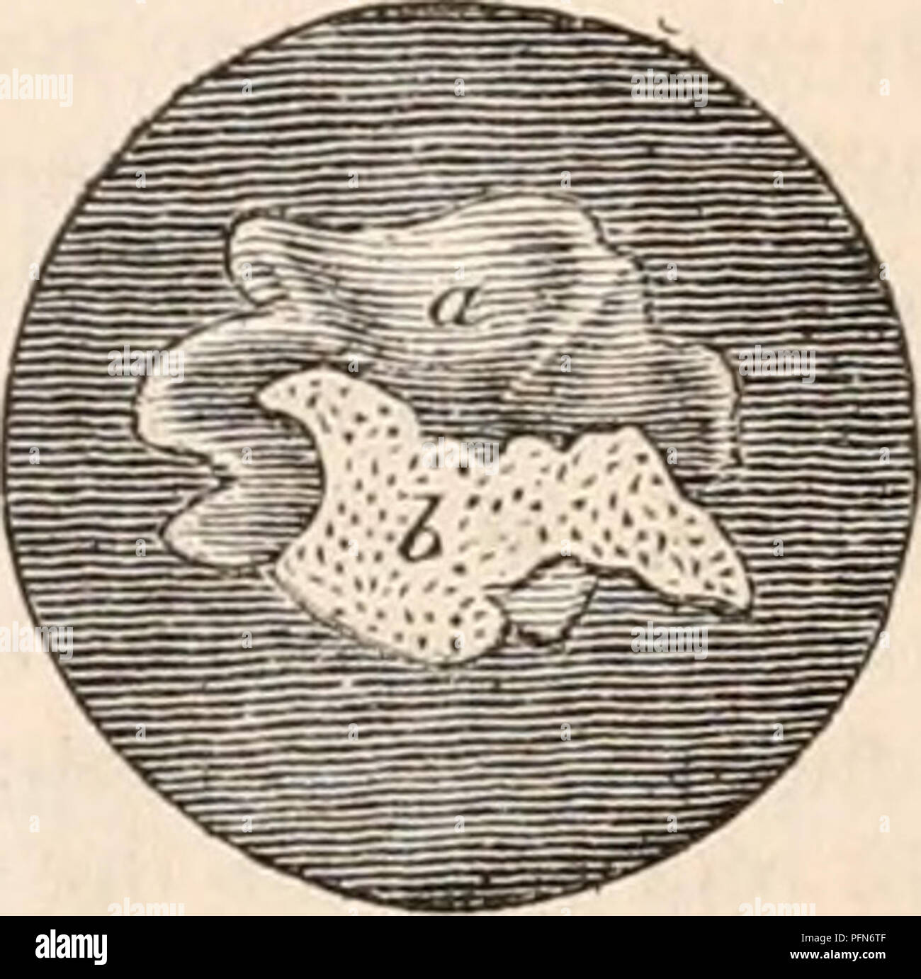 Salamander anatomy hi-res stock photography and images - Alamy