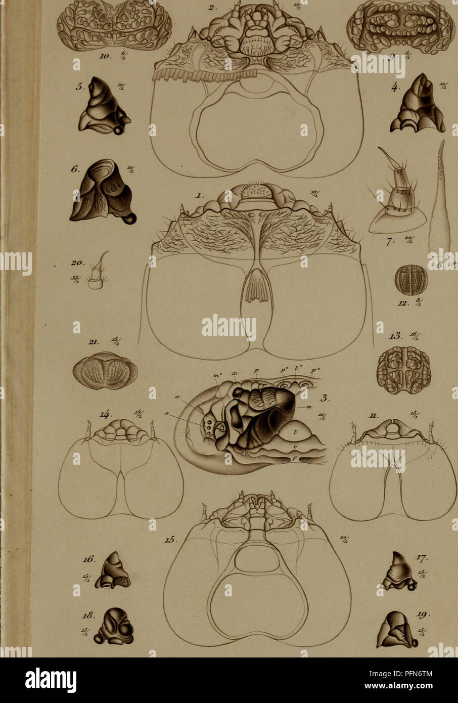 This work focuses on the metamorphosis of beetles, detailing the stages ...
