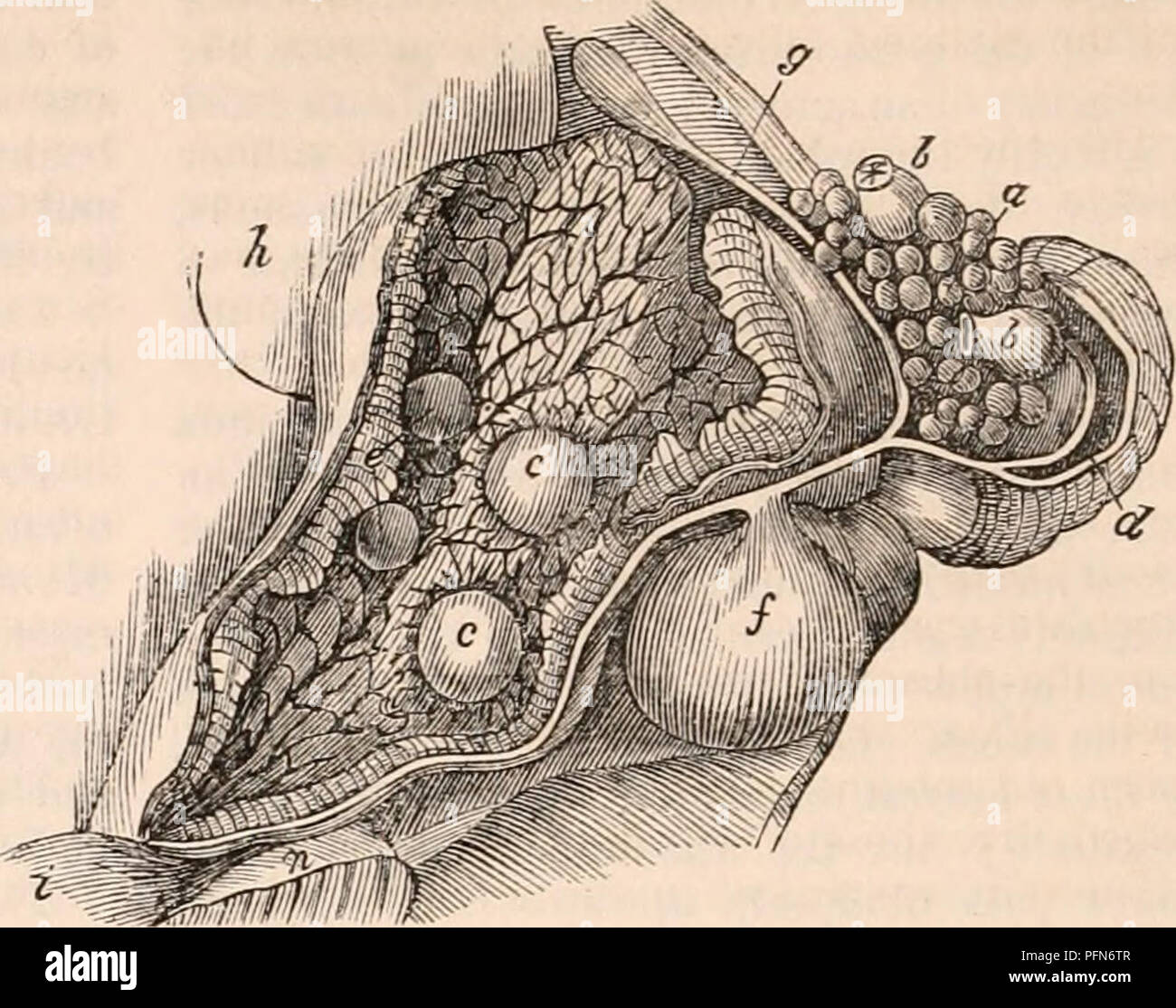 Vitelline membrane hi-res stock photography and images - Alamy
