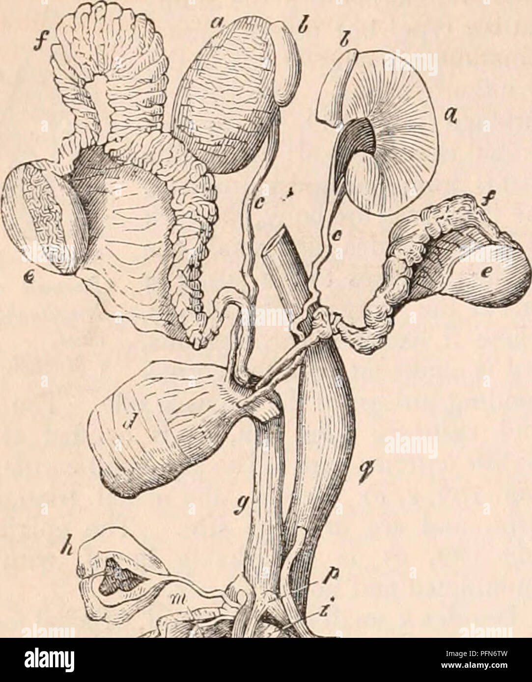 Peritoneum the bladder hi-res stock photography and images - Alamy