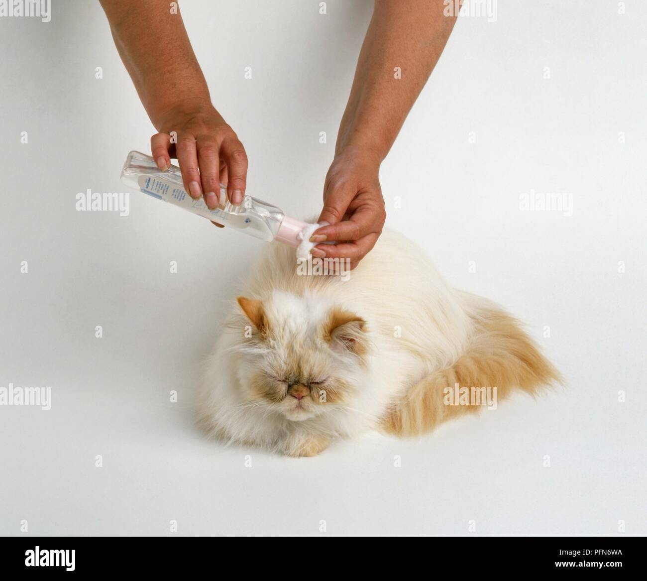 Colourpoint persian hi-res stock photography and images - Alamy