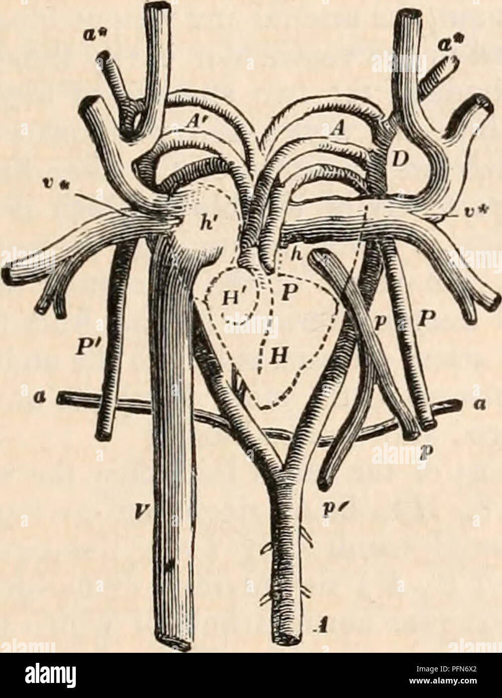 The circulatory system of reptiles is a subject of significant interest ...