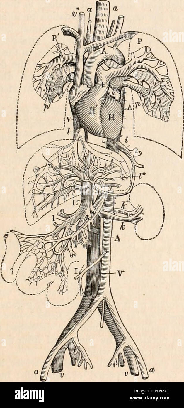 Bodily systems hi-res stock photography and images - Alamy
