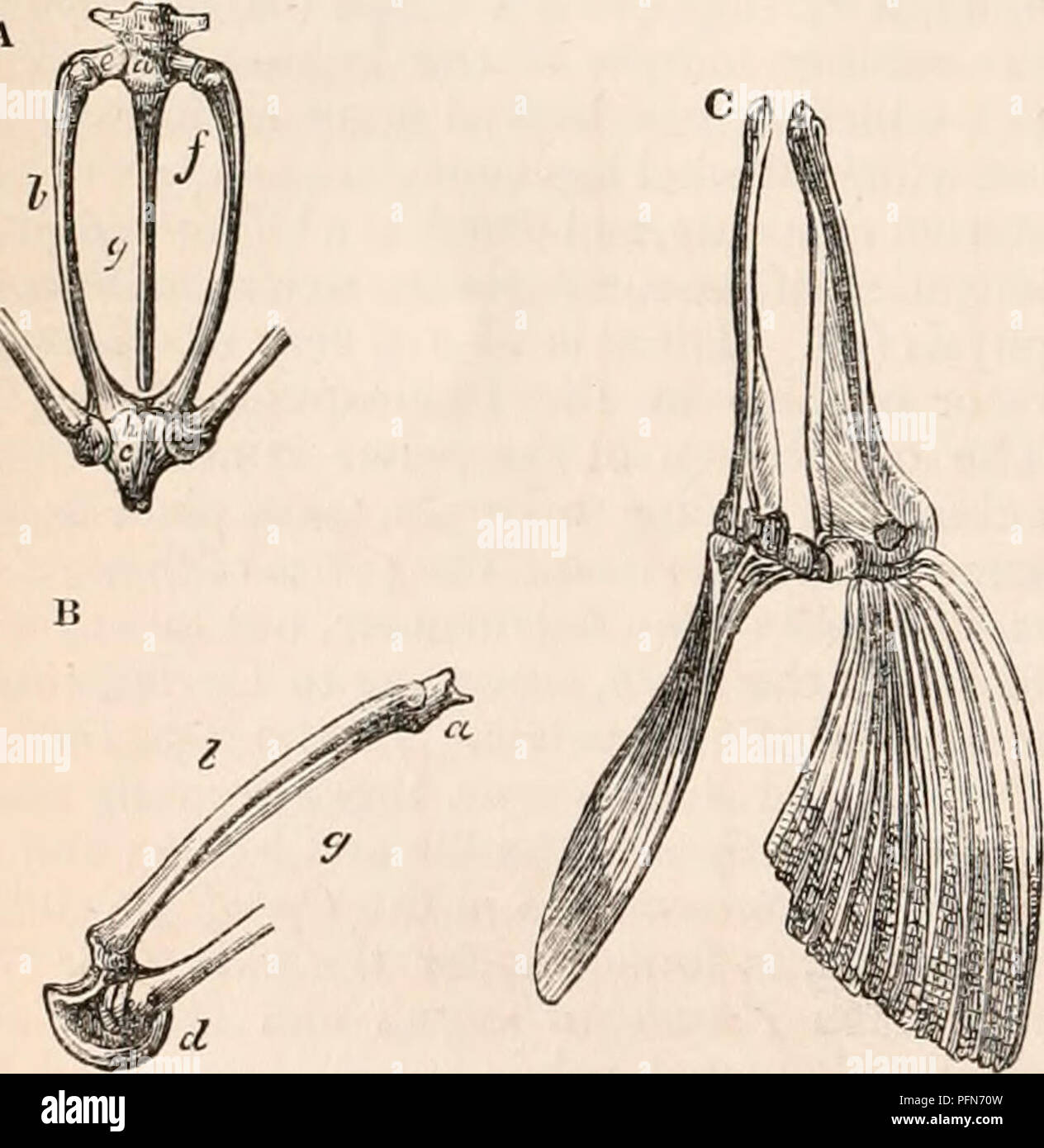 . The cyclopædia of anatomy and physiology. Anatomy; Physiology ...