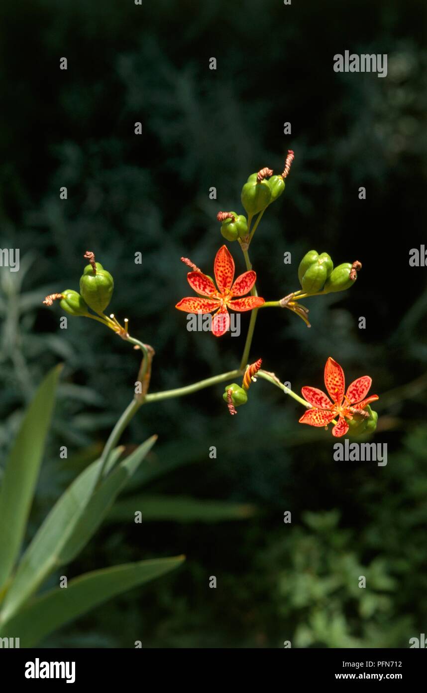 Belamcanda Chinensis High Resolution Stock Photography and Images - Alamy