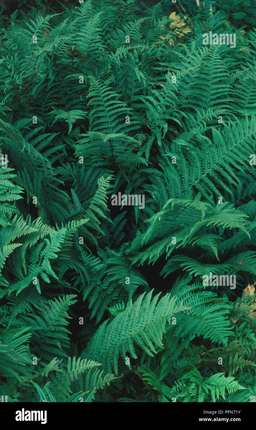 Lanceolate hi-res stock photography and images - Alamy