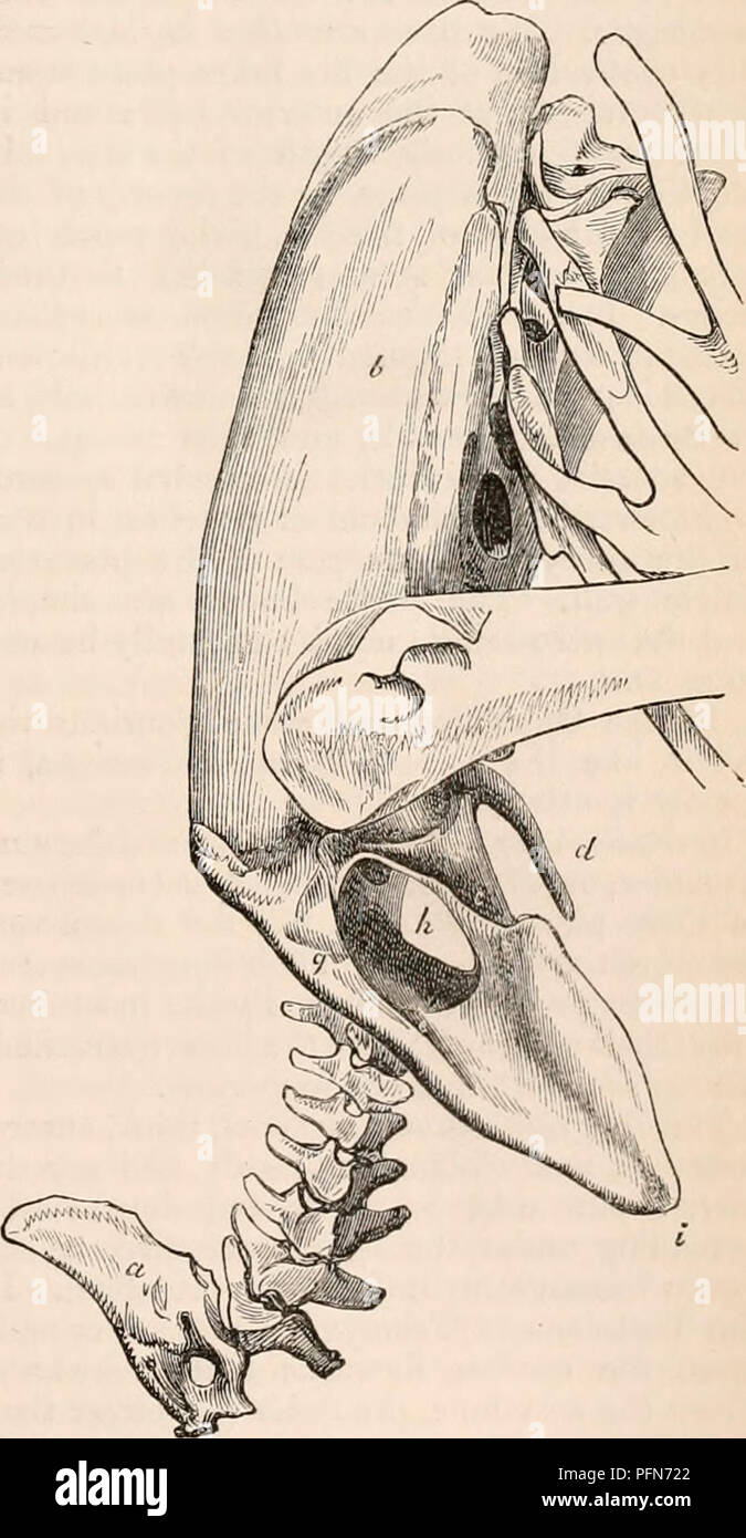 A detailed exploration of the anatomy and physiology of various species ...