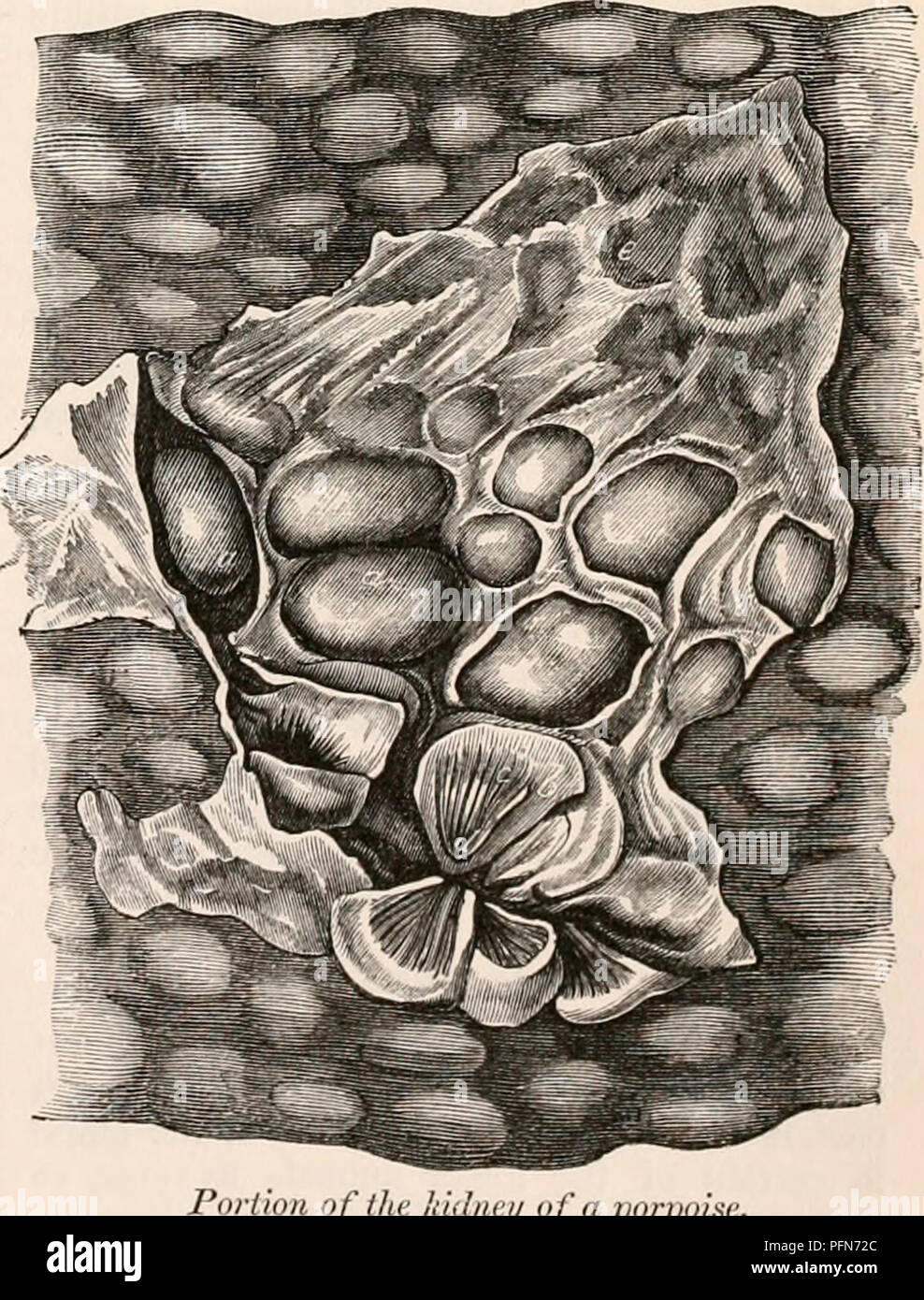 . The cyclopædia of anatomy and physiology. Anatomy; Physiology ...