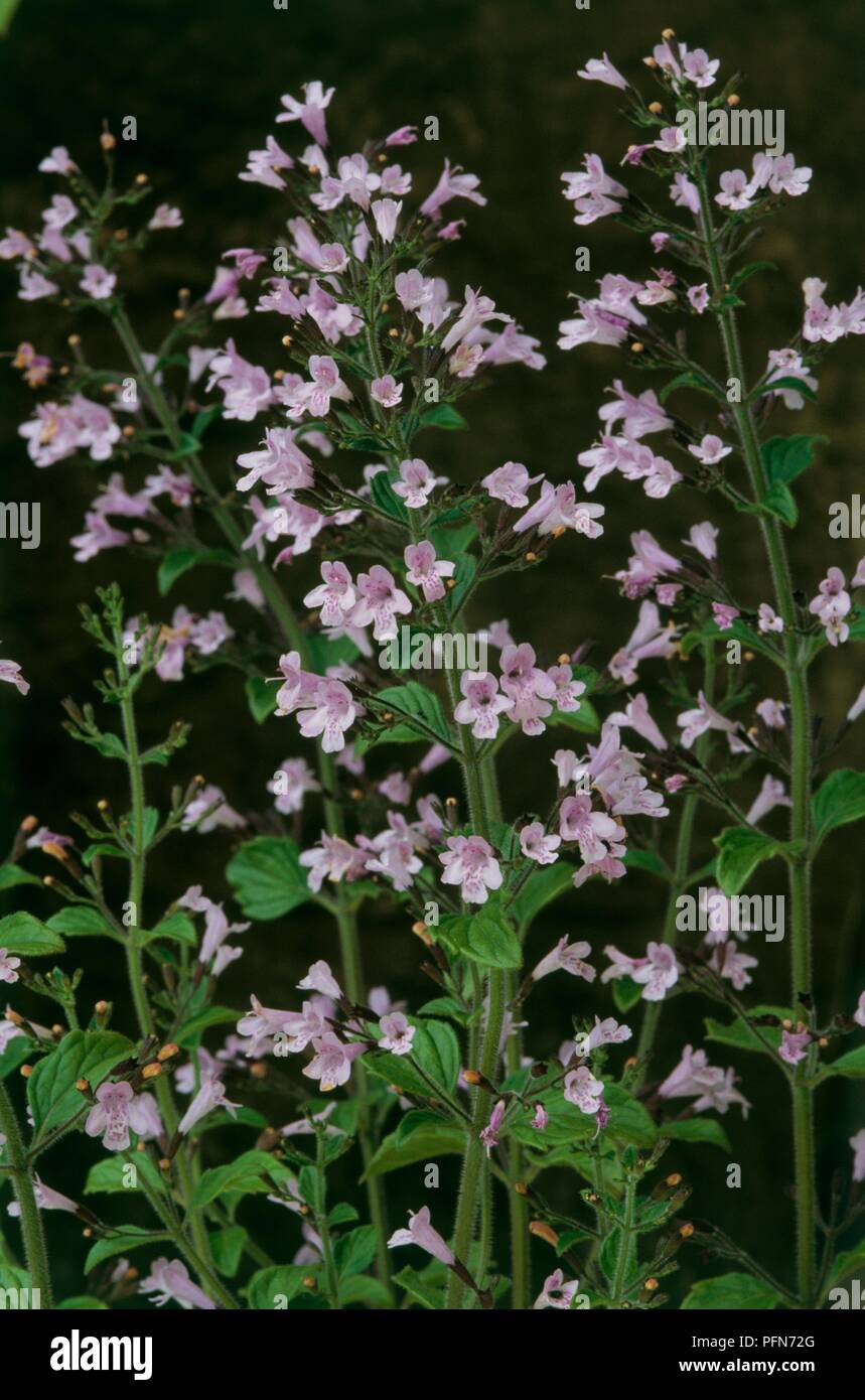 Calamintha Nepeta High Resolution Stock Photography and Images - Alamy
