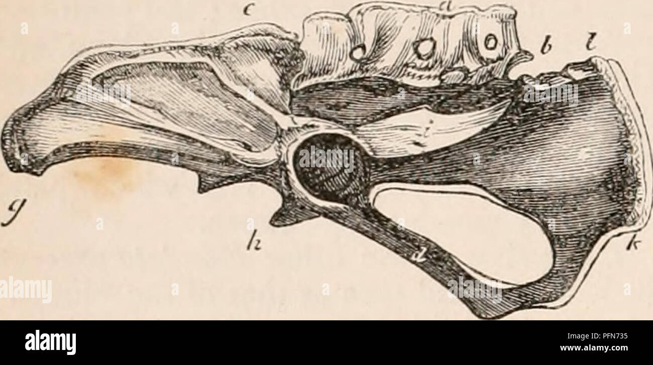 Pectineal line hi-res stock photography and images - Alamy