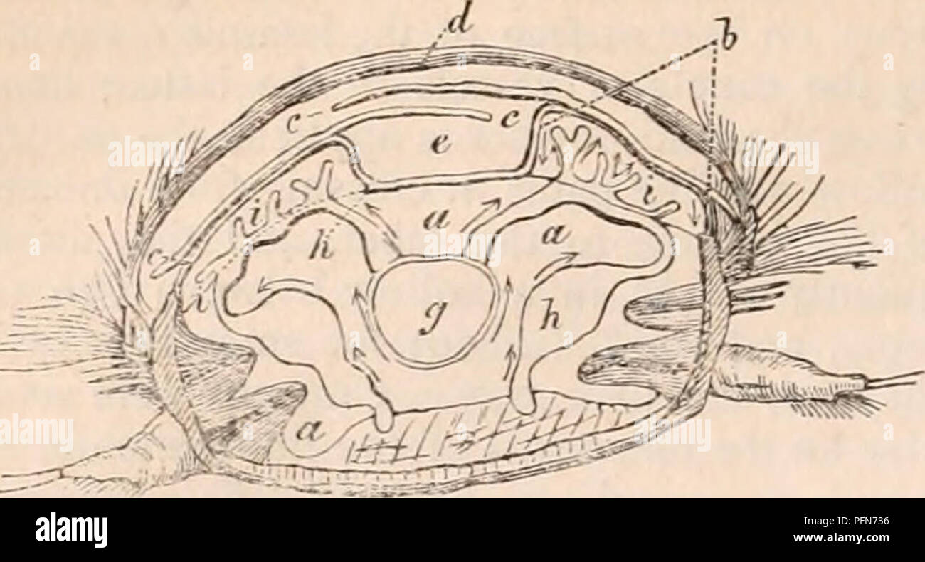 Nereis Cross Section Diagram