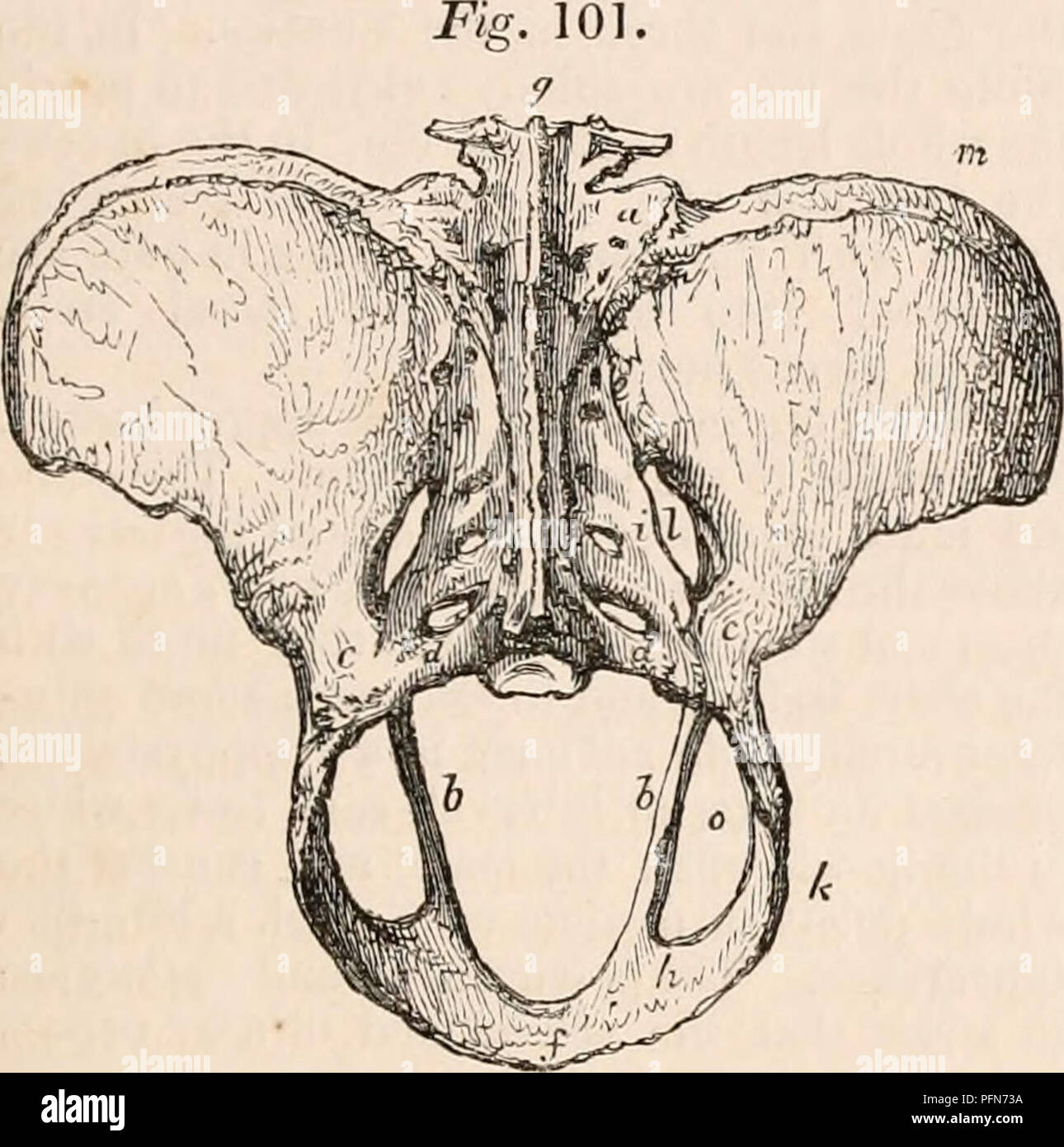 Ligaments pelvis hi-res stock photography and images - Alamy