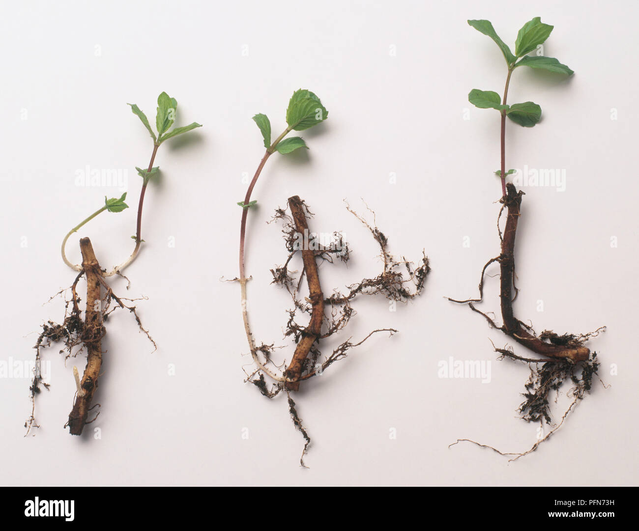 Three examples of mint shoots and roots Stock Photo - Alamy