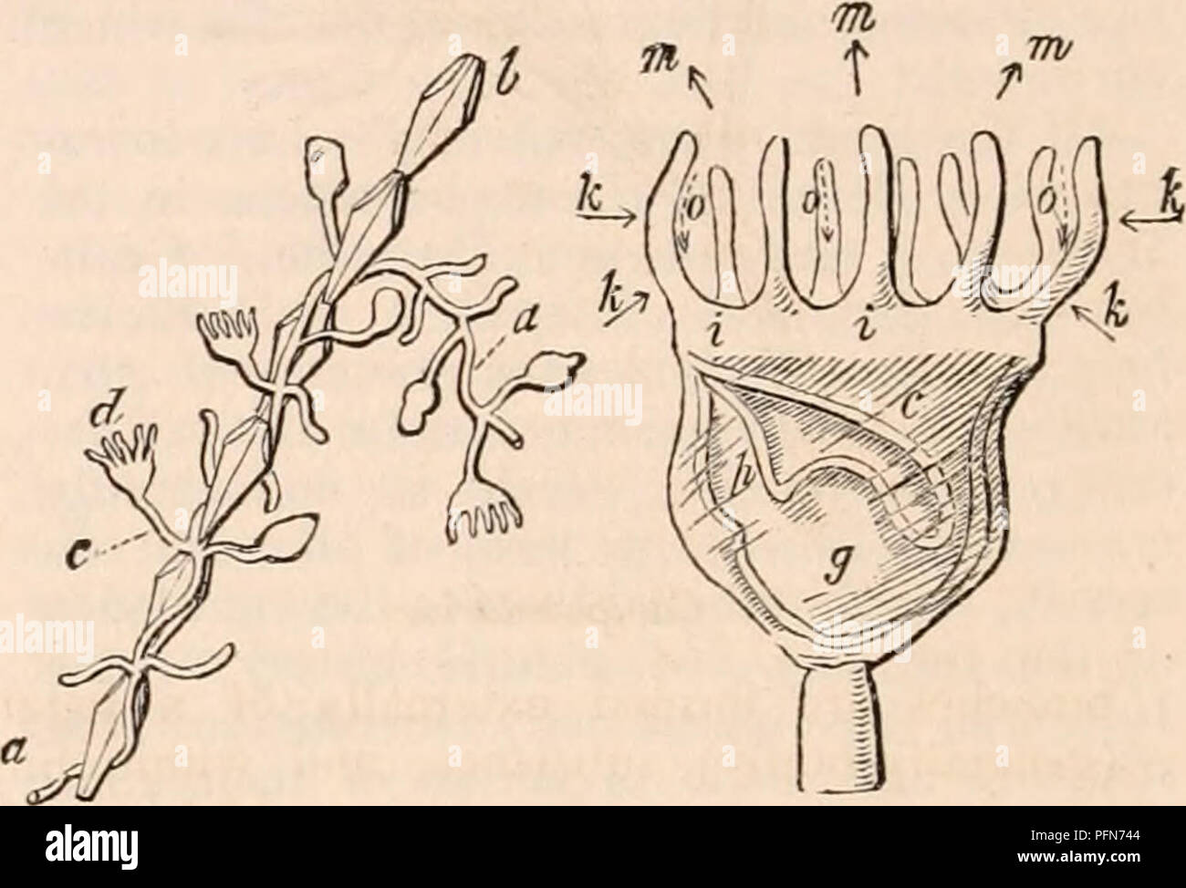 Polypi hi-res stock photography and images - Alamy